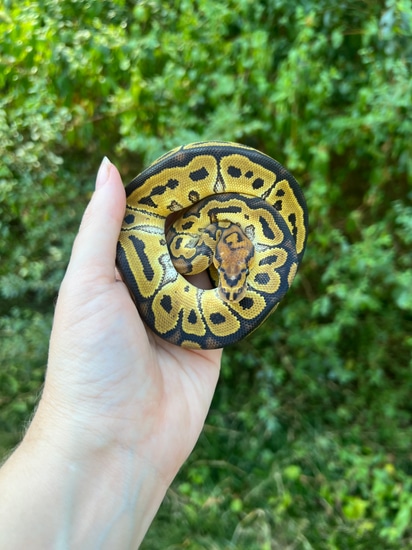 Clown Het Paint Ball Python by Wreck room snakes