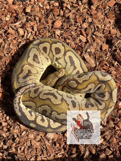Cinnamon Spotnose Clown Adult Female Ball Python by Wreck room snakes