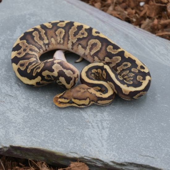Spotnose Wookie Het Clown ? Fire Ball Python by Wreck room snakes