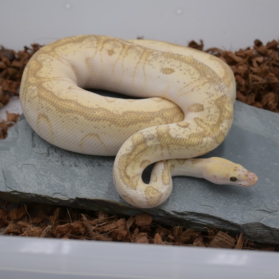 Firefly Lesser Clown Ball Python by Wreck room snakes