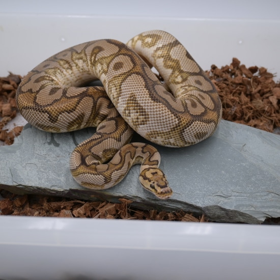 Enchi Cinnamon Spotnose (Twilight) Clown Ball Python by Wreck room snakes