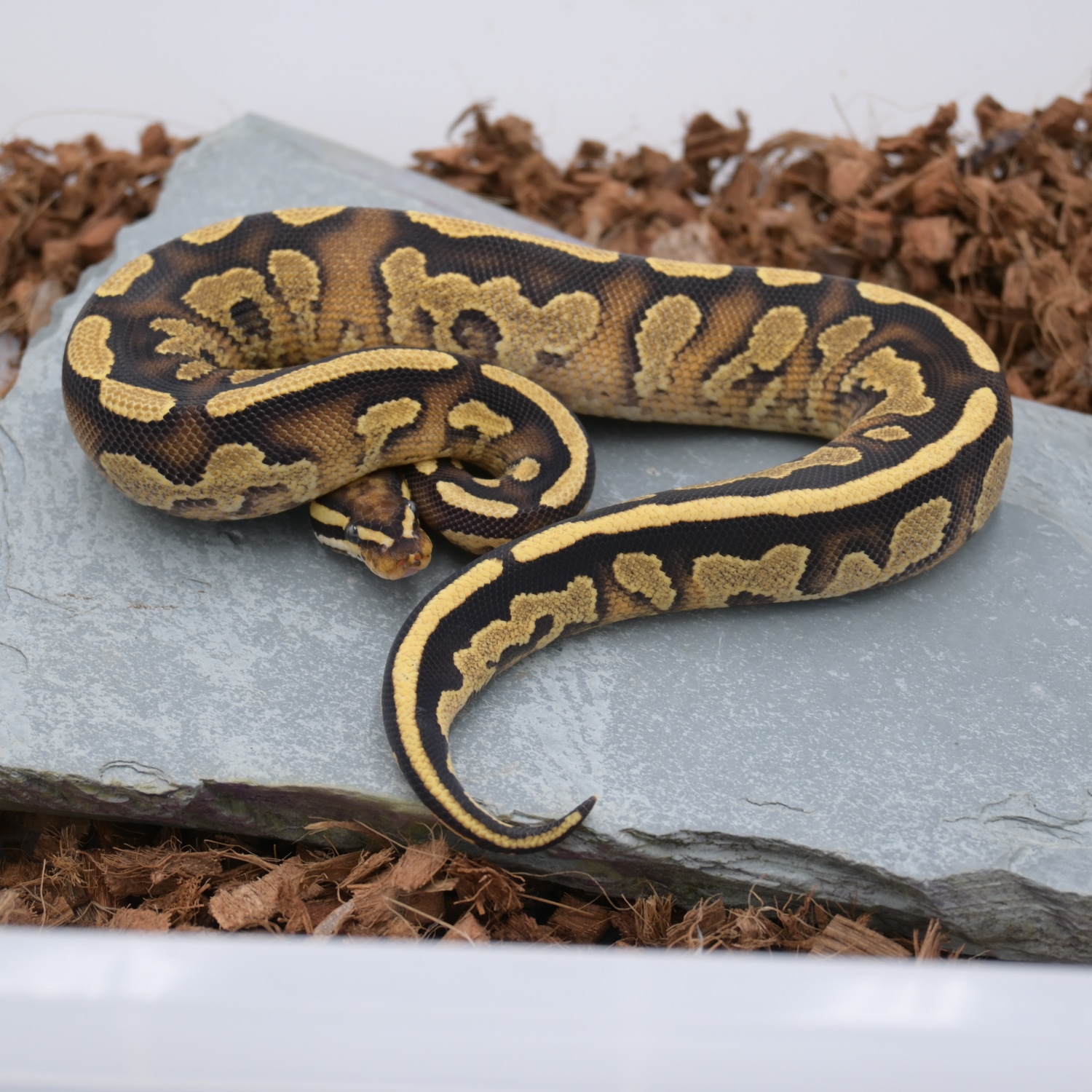 Fire Wrecking Ball Yellow Belly 66% Het Piebald 2 Ball Python by Wreck ...