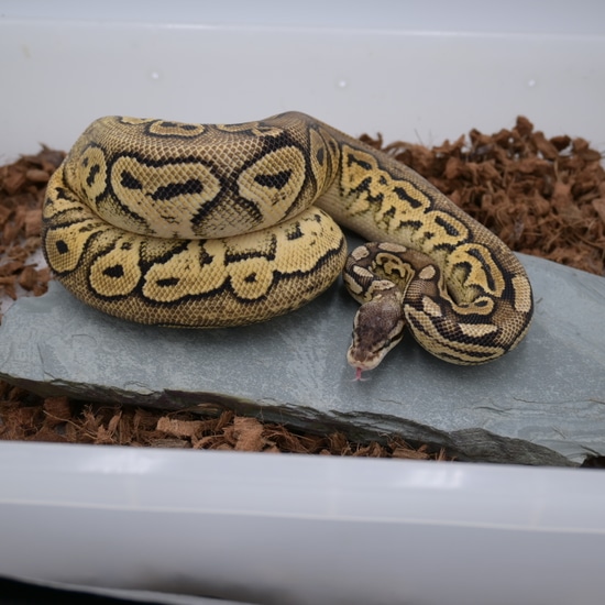 Bongo Pastel 100% Het Paint Ball Python by Wreck room snakes