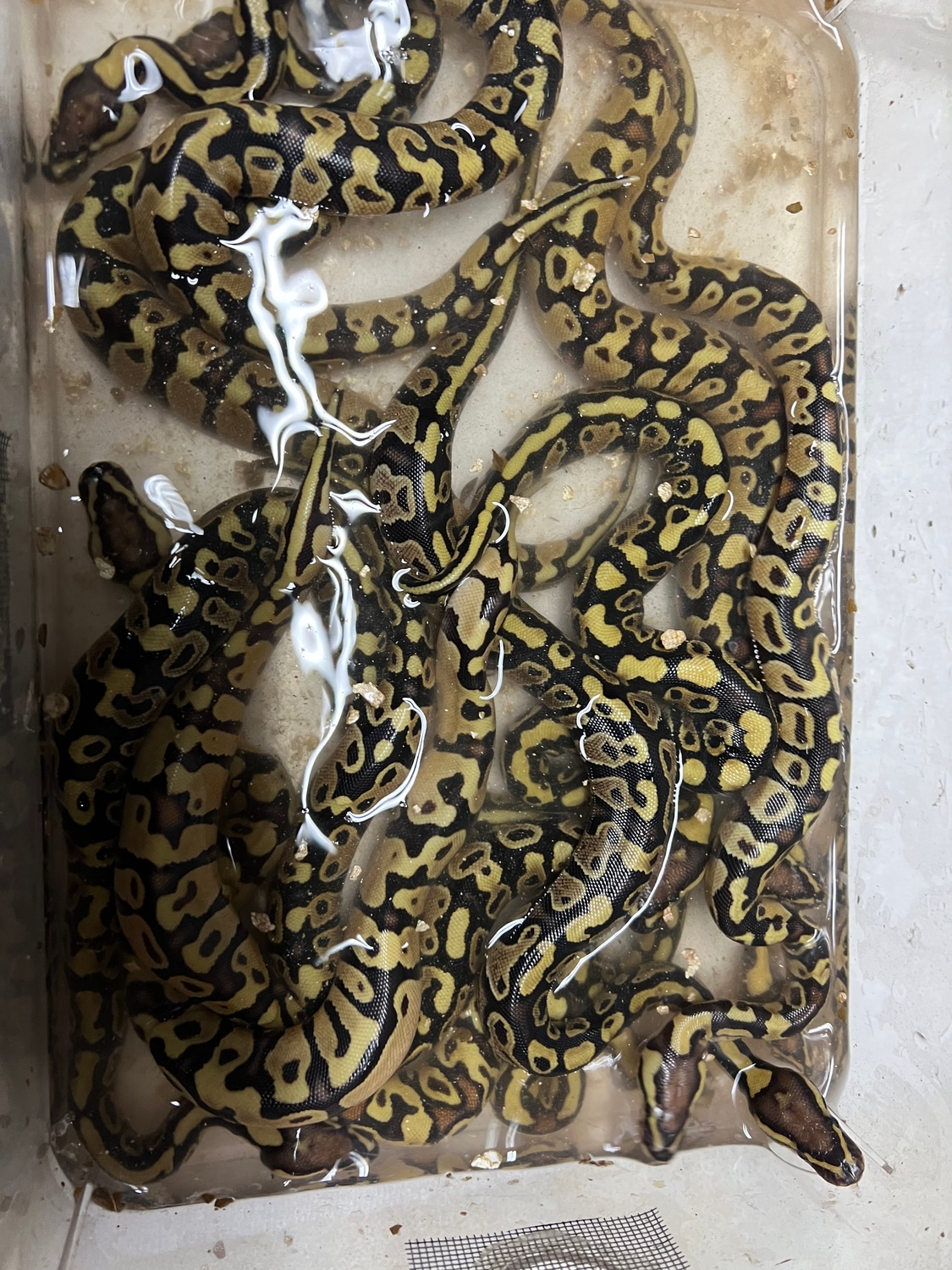 Ball Python Clutch: 23-37-supvanenchiclwnsupgravel by Wreck room snakes ...
