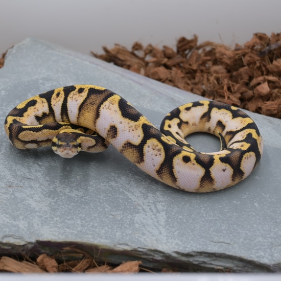 Pastel Calico Het Paint Ball Python by Wreck room snakes