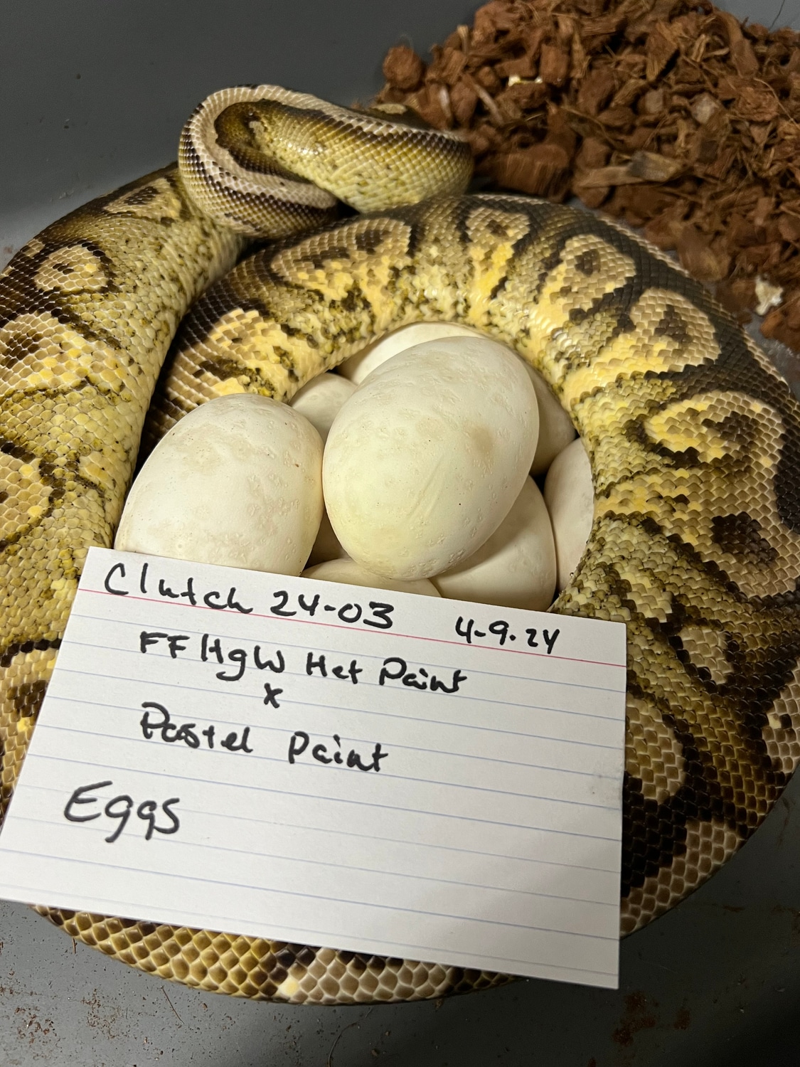 Ball Python Clutch: 2403-ffhgwhetpaintpastpaint by Wreck room snakes ...