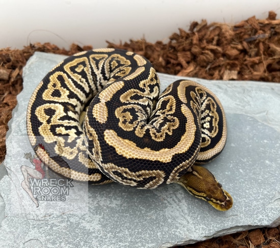 Bongo Spotnose 100% Het Clown #1 Ball Python by Wreck room snakes