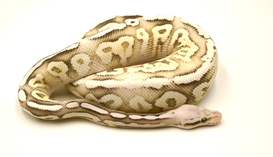 Pewter Desert Ghost Ball Python by Wreck room snakes