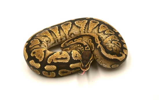 Paint Ball Python by Wreck room snakes