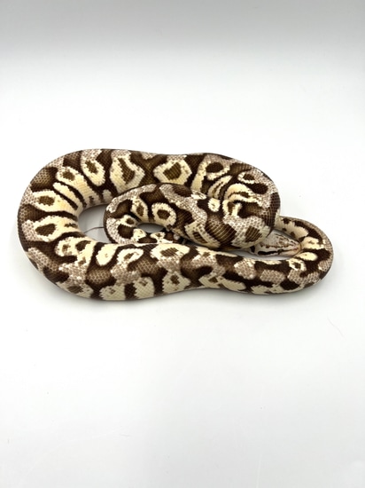 Pastel Fire Spotnose Het Desert Ghost Ball Python by Wreck room snakes