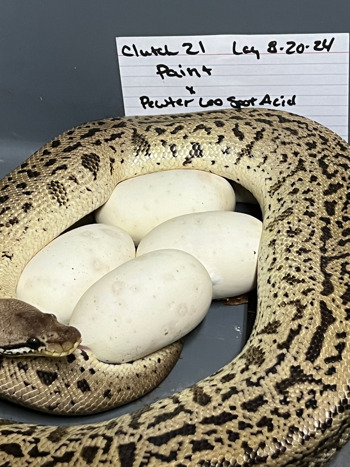 Ball Python Clutch: 2421-paintaxmonsoon by Wreck room snakes - MorphMarket