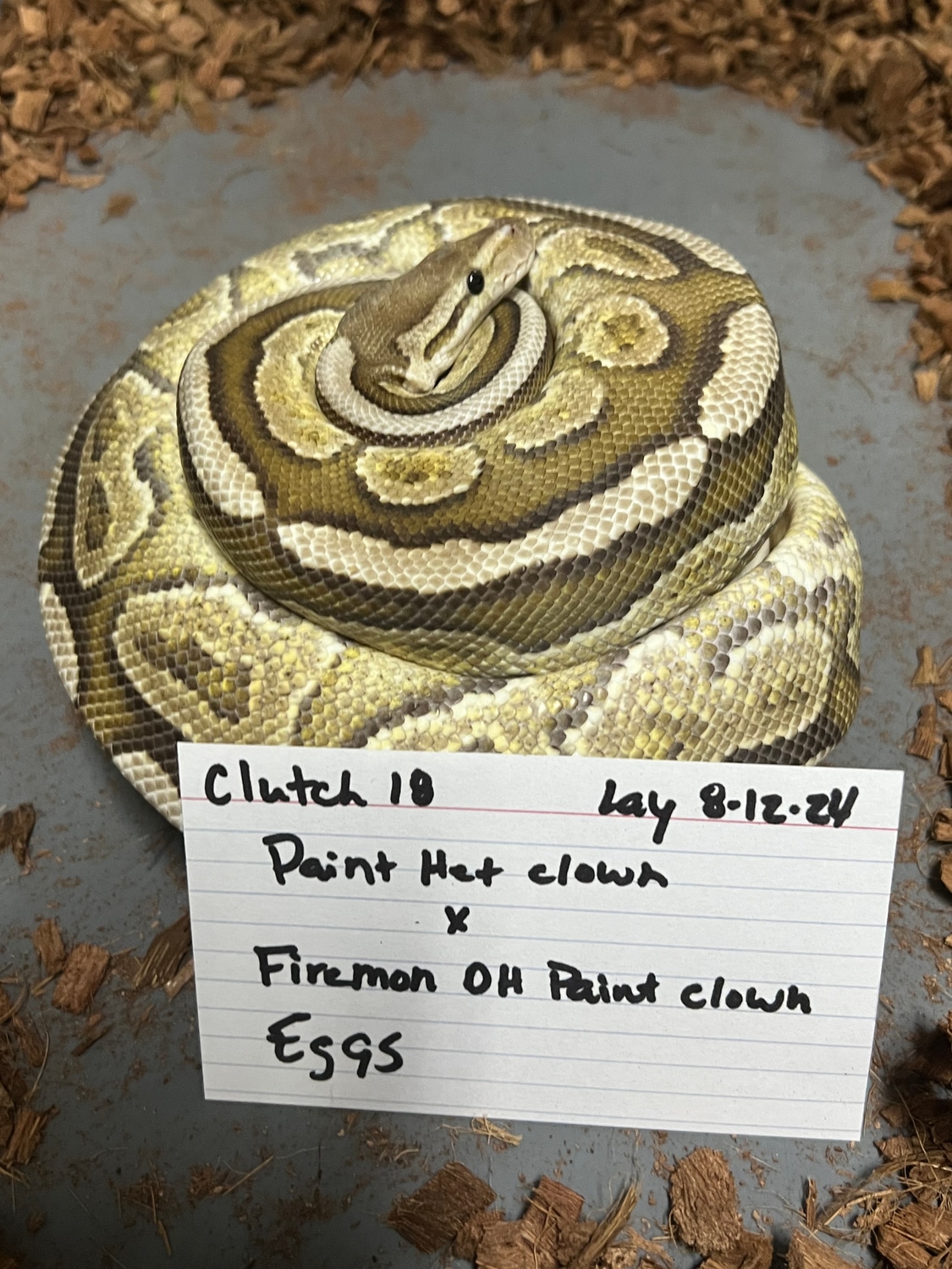 Ball Python Clutch: 2419-painthtclwnfircindhpaintclwn by Wreck room ...