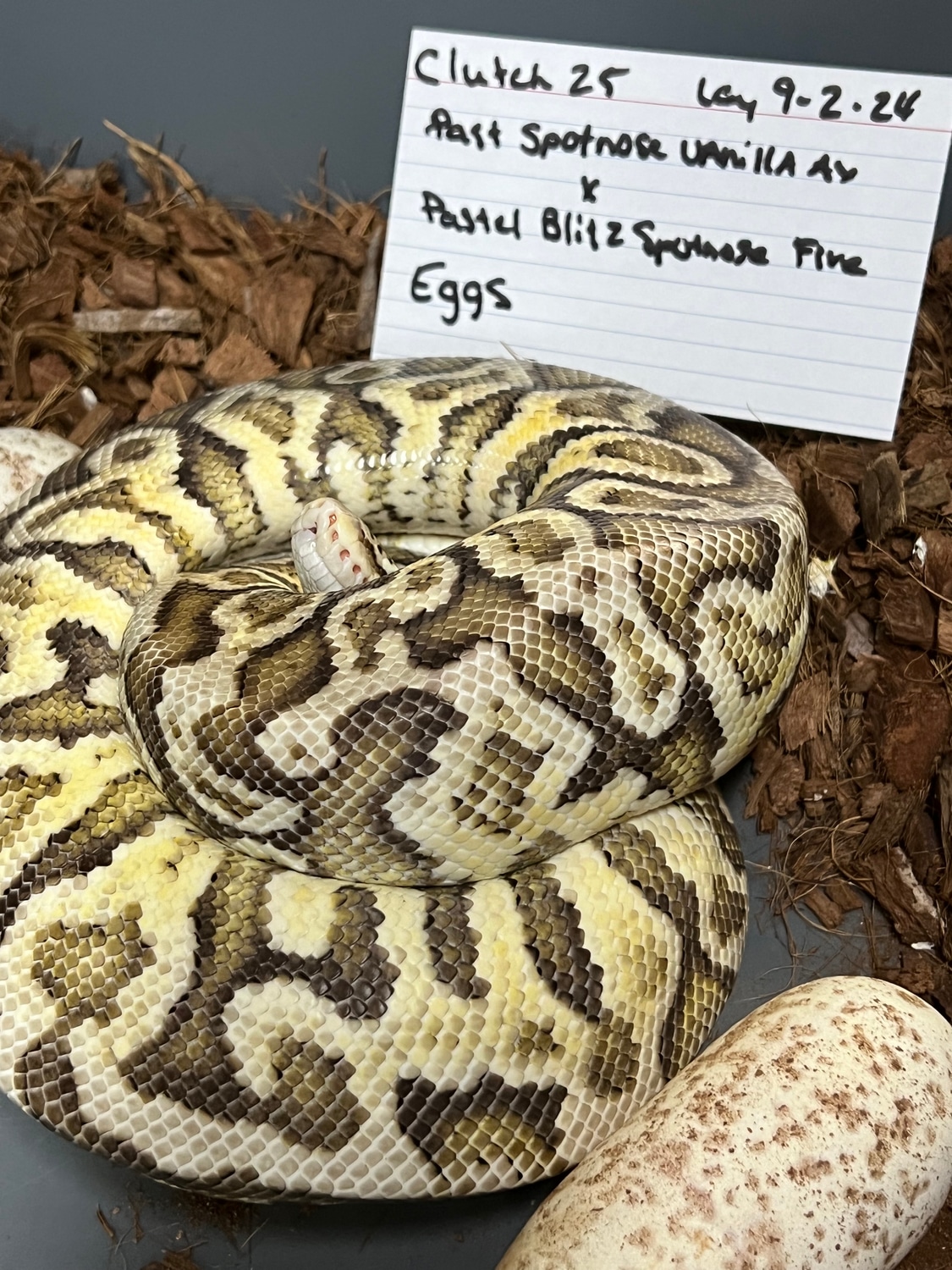 Ball Python Clutch: 2425-pastspotvanaxpastspotblitzfire by Wreck room ...