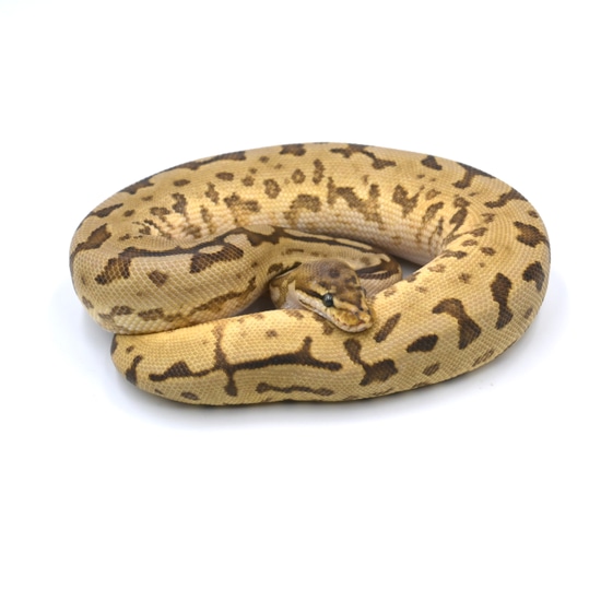 Bongo Spider Leopard Het Clown Ball Python by Wreck room snakes