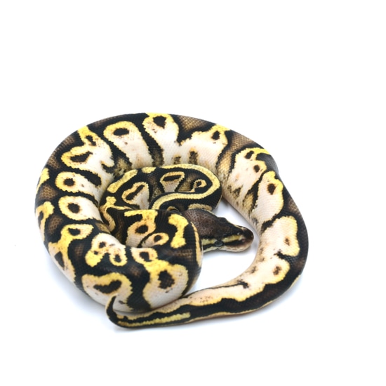 Pastel Calico Het Paint Ball Python by Wreck room snakes