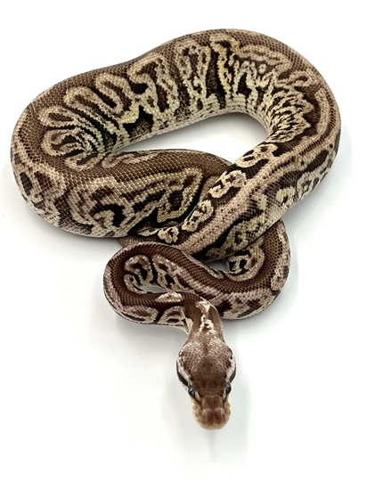 Pewter Leopard Het Paint Ball Python by Wreck room snakes