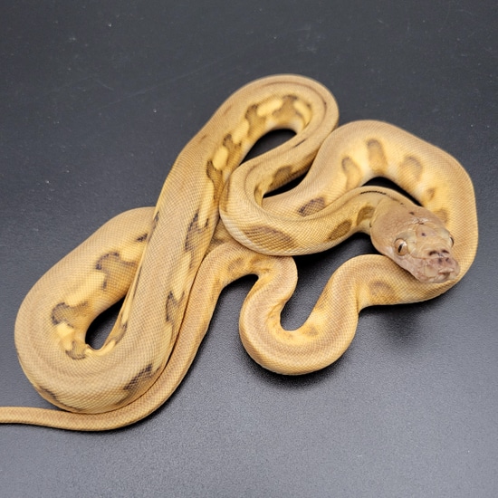 SuperSun Super Tiger 66% Dh Purple GS Reticulated Python by BH Retics