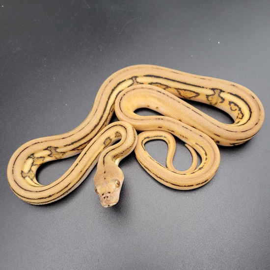 Sunfire Supertiger 66% Dh Purple GS Reticulated Python by BH Retics