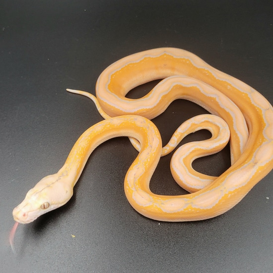 Purple Motley Citron Reticulated Python by BH Retics
