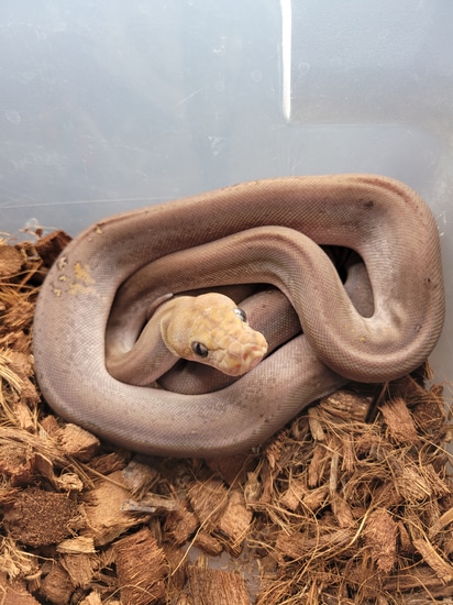 Platinum Supermotley Citron Paradox Reticulated Python by BH Retics