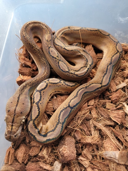 Motley Citron Reticulated Python by BH Retics