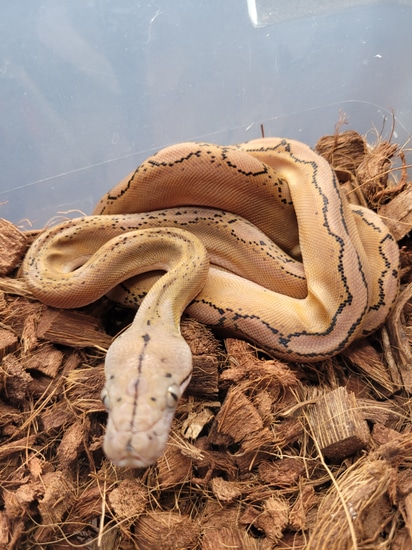 Platinum Motley Citron Reticulated Python by BH Retics