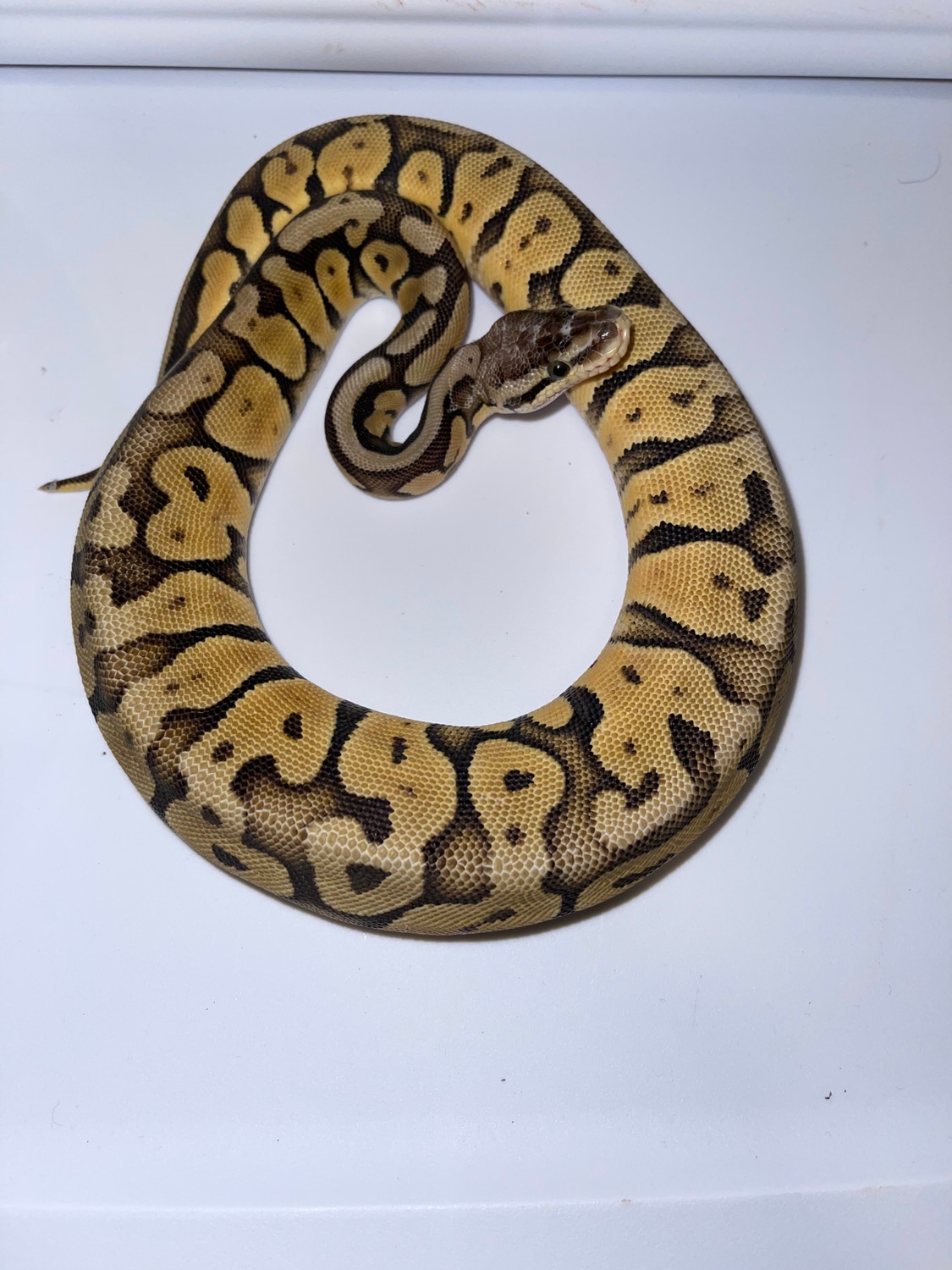 2020 Super Pastel Scaless Head Ball Python by Royal Bama Reptiles ...