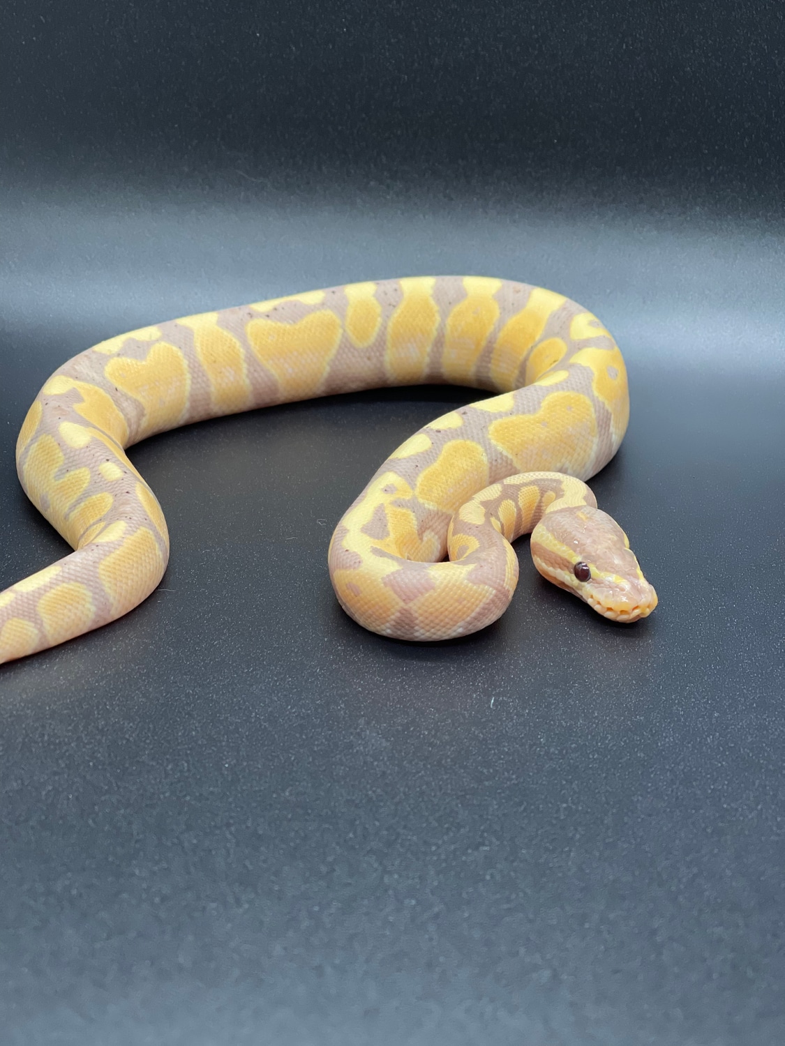 Coral Glow Pos Enchi 50% Het Ultramal Ball Python by Royal Bama ...