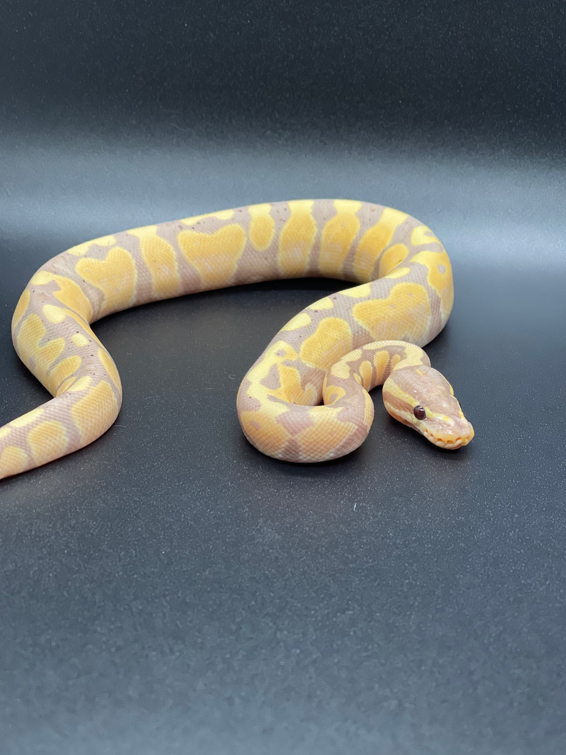 Coral Glow Pos Enchi 50% Het Ultramal Ball Python by Royal Bama ...