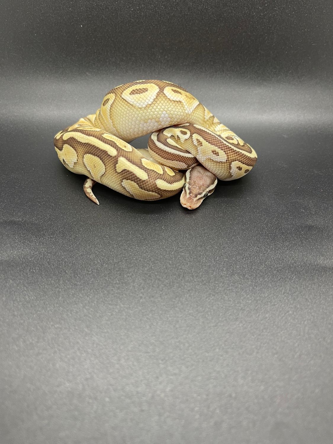 Pastel Lesser Ball Python by Royal Bama Reptiles - MorphMarket