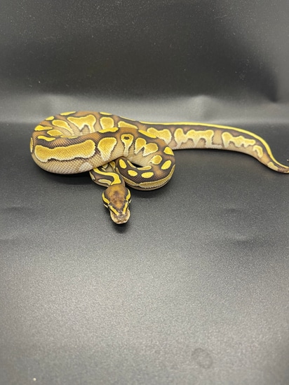 Fire Lesser Ball Python by Royal Bama Reptiles