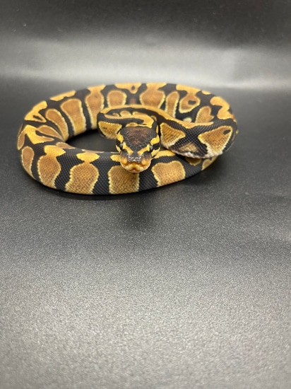 Het Desert Ghost Ball Python by Royal Bama Reptiles