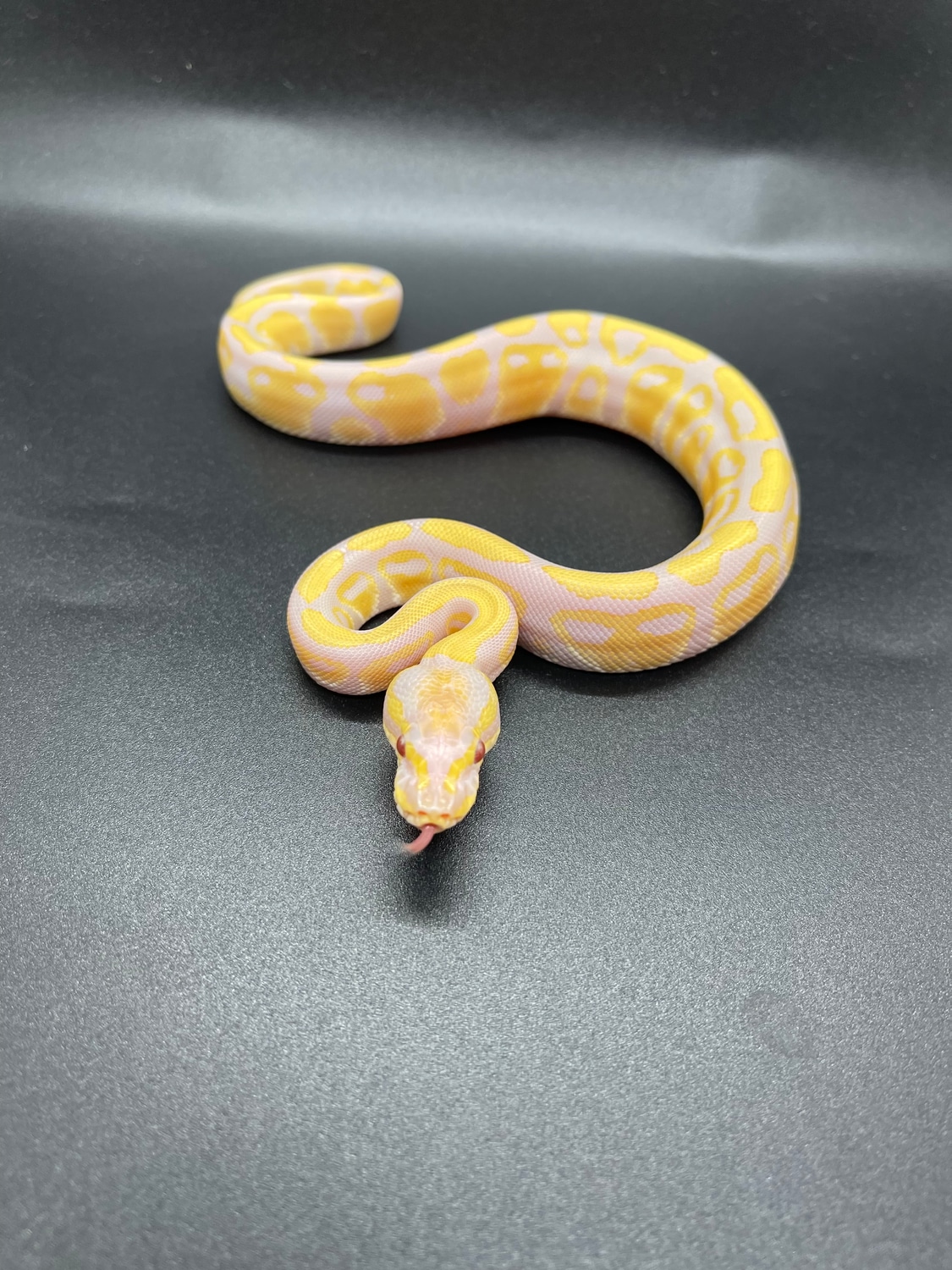 Candy Ball Python by Royal Bama Reptiles - MorphMarket