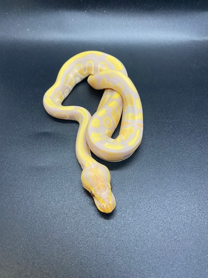 Candy 50% Het Pied Ball Python by Royal Bama Reptiles