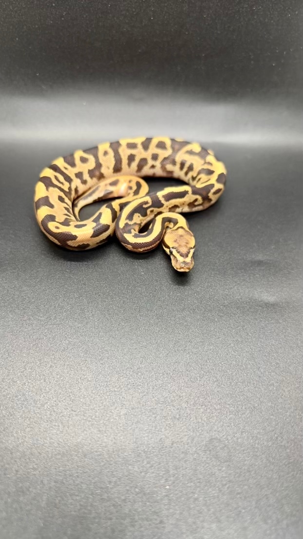 Fire Leopard 66% Het Pied 50% Het Clown Ball Python by Royal Bama ...