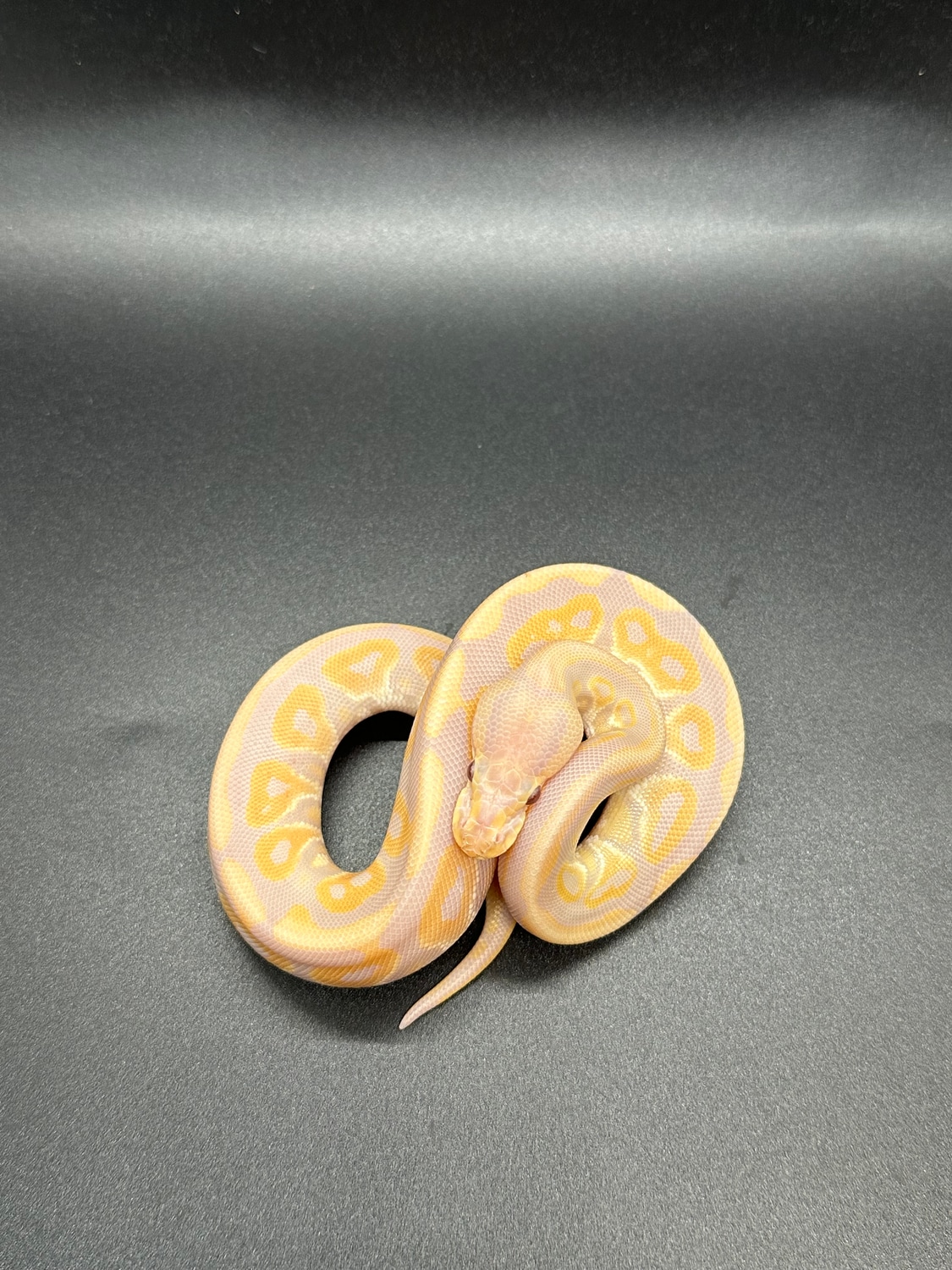 Cinnamon Candy Ball Python by Royal Bama Reptiles - MorphMarket