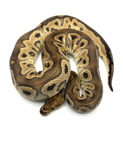 Ball Python Group by Visionary Exotics