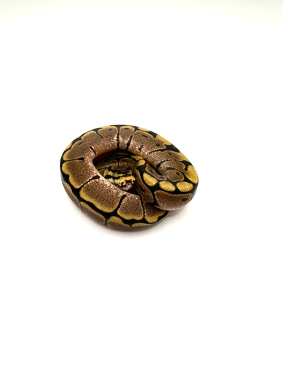 Spider Het Sunset Ball Python by Visionary Exotics