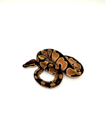 Orange Dream Het Sunset Ball Python by Visionary Exotics