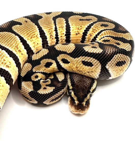 Pastel Triple Het Hypo/Sunset/DG Ball Python by Visionary Exotics