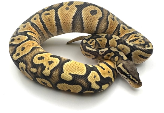 🔥 Male Pastel Hypo D/h Sunset & Dg 🔥 Ball Python by Visionary Exotics