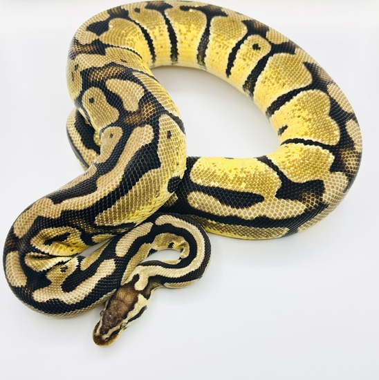 Pastel Het Puzzle Breeder Ready Ball Python by Visionary Exotics