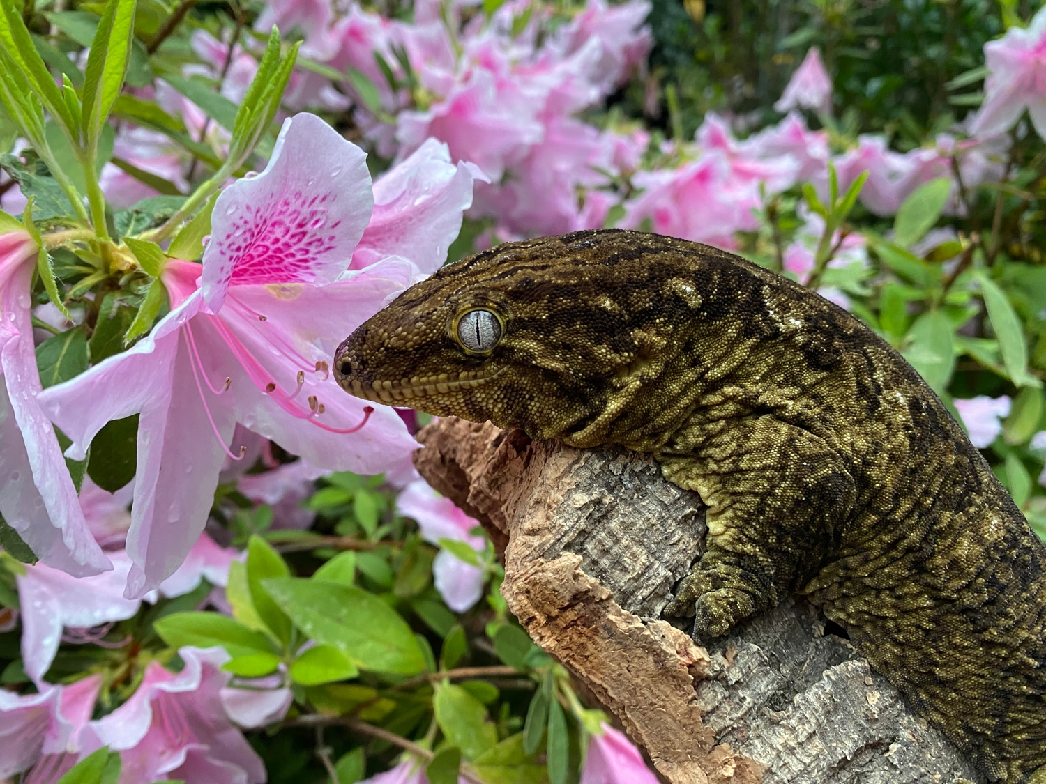 Pure GT Type A Leachianus Gecko by Kawaii Reptiles - MorphMarket