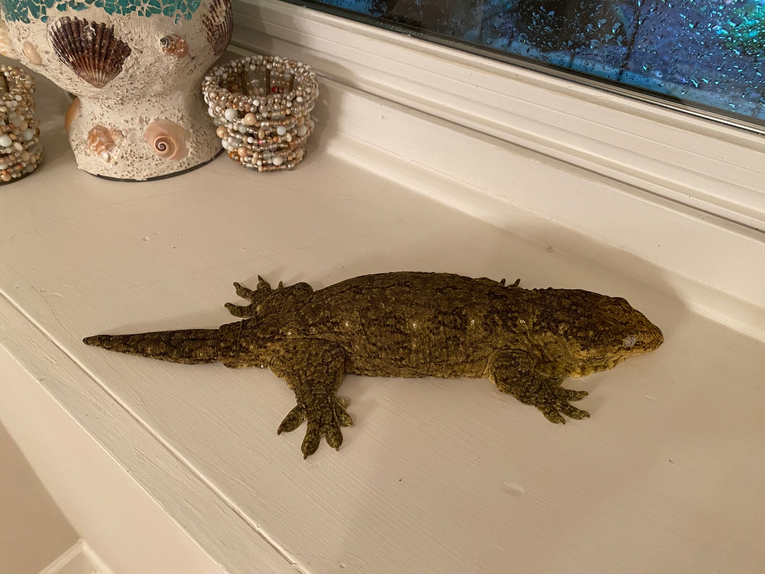 GT Type A Leachianus Gecko by Kawaii Reptiles - MorphMarket