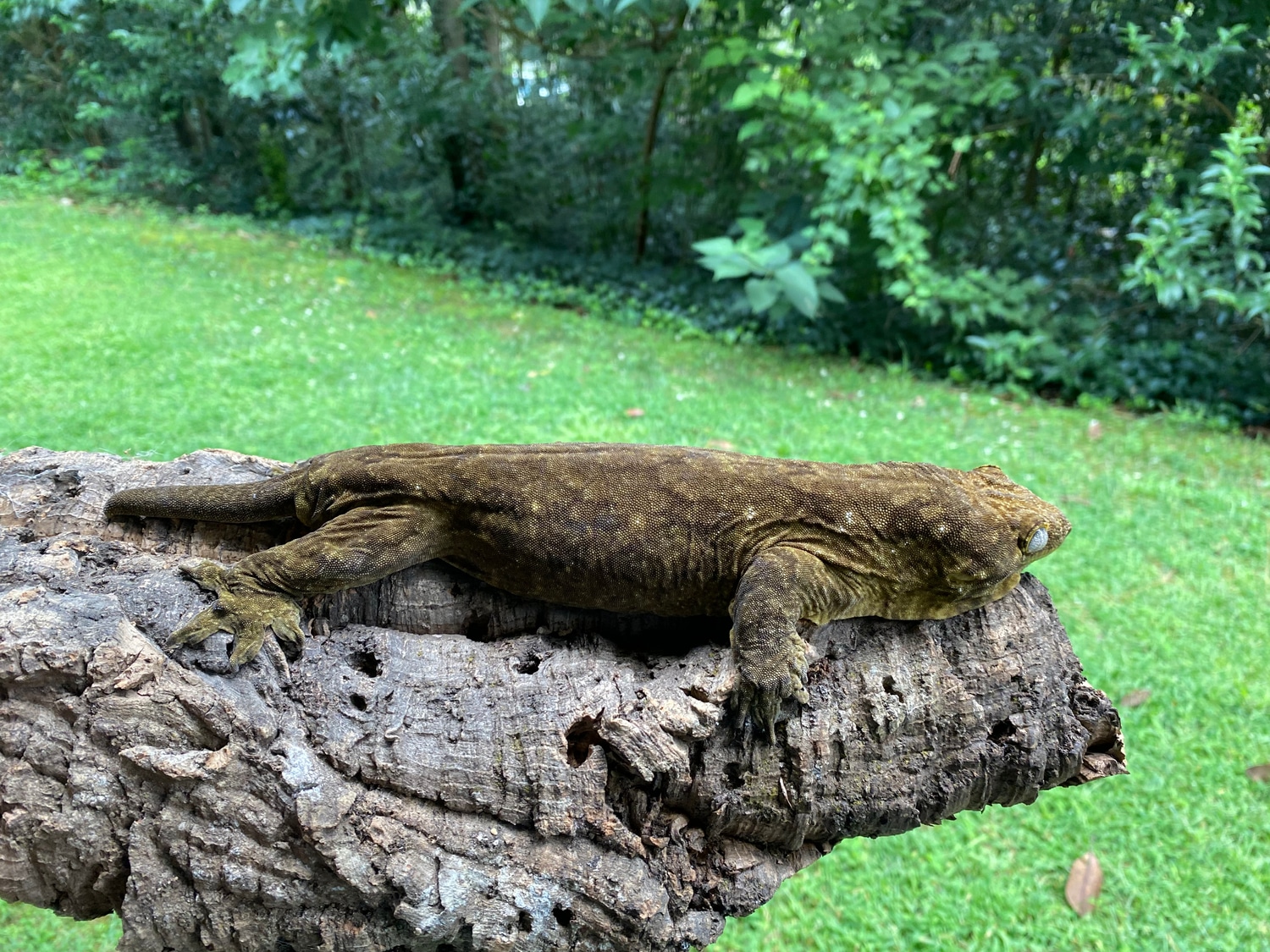 GT Type A Leachianus Gecko by Kawaii Reptiles - MorphMarket