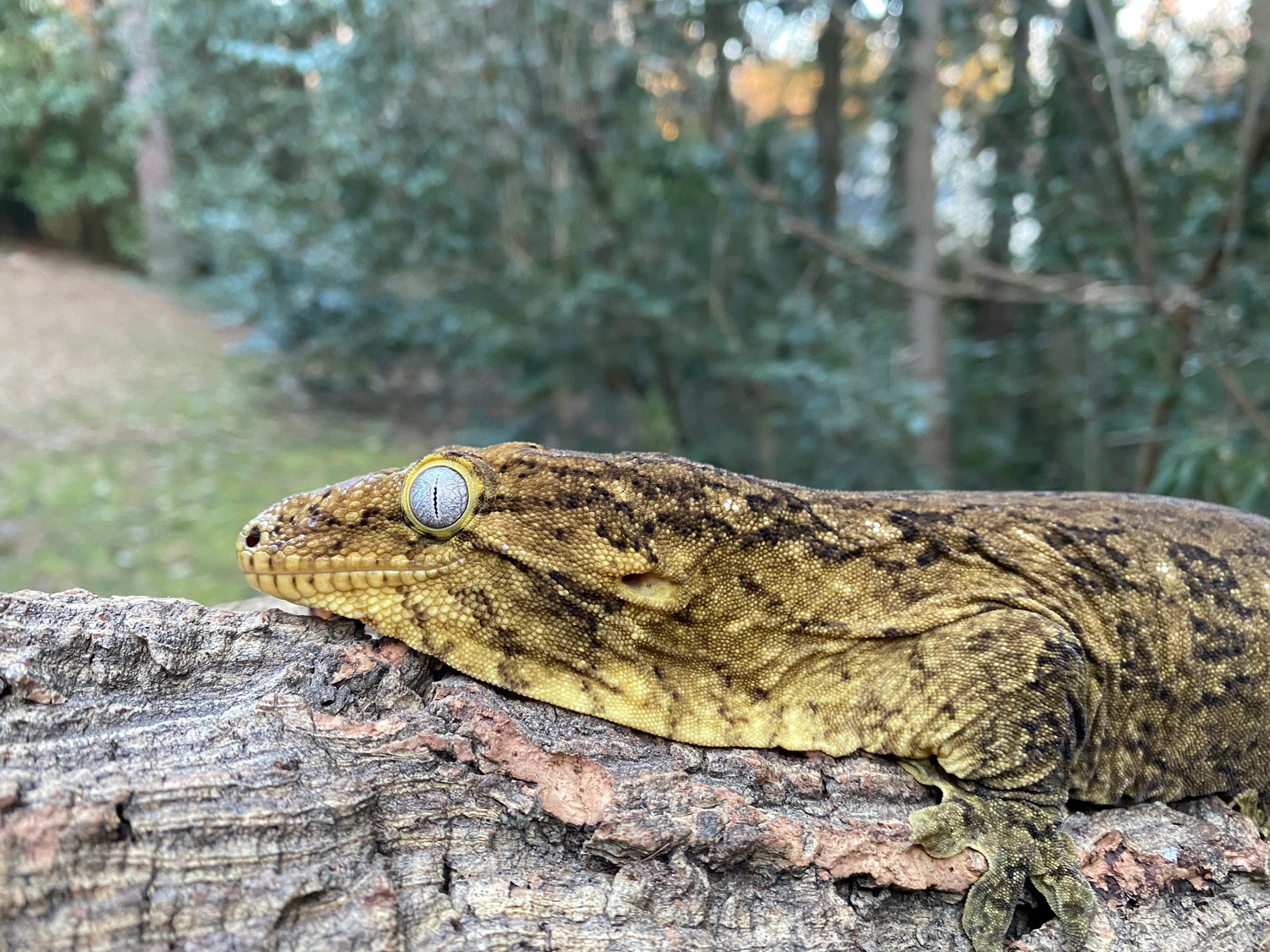 GT Type A Leachianus Gecko by Kawaii Reptiles - MorphMarket