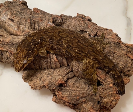 GT Type A Leachianus Gecko by Kawaii Reptiles - MorphMarket
