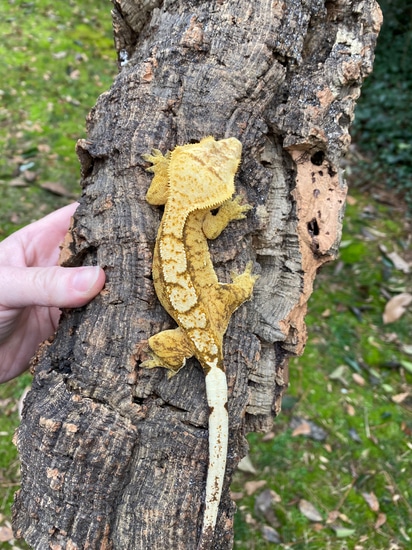 Sunny Crested Gecko by Kawaii Reptiles