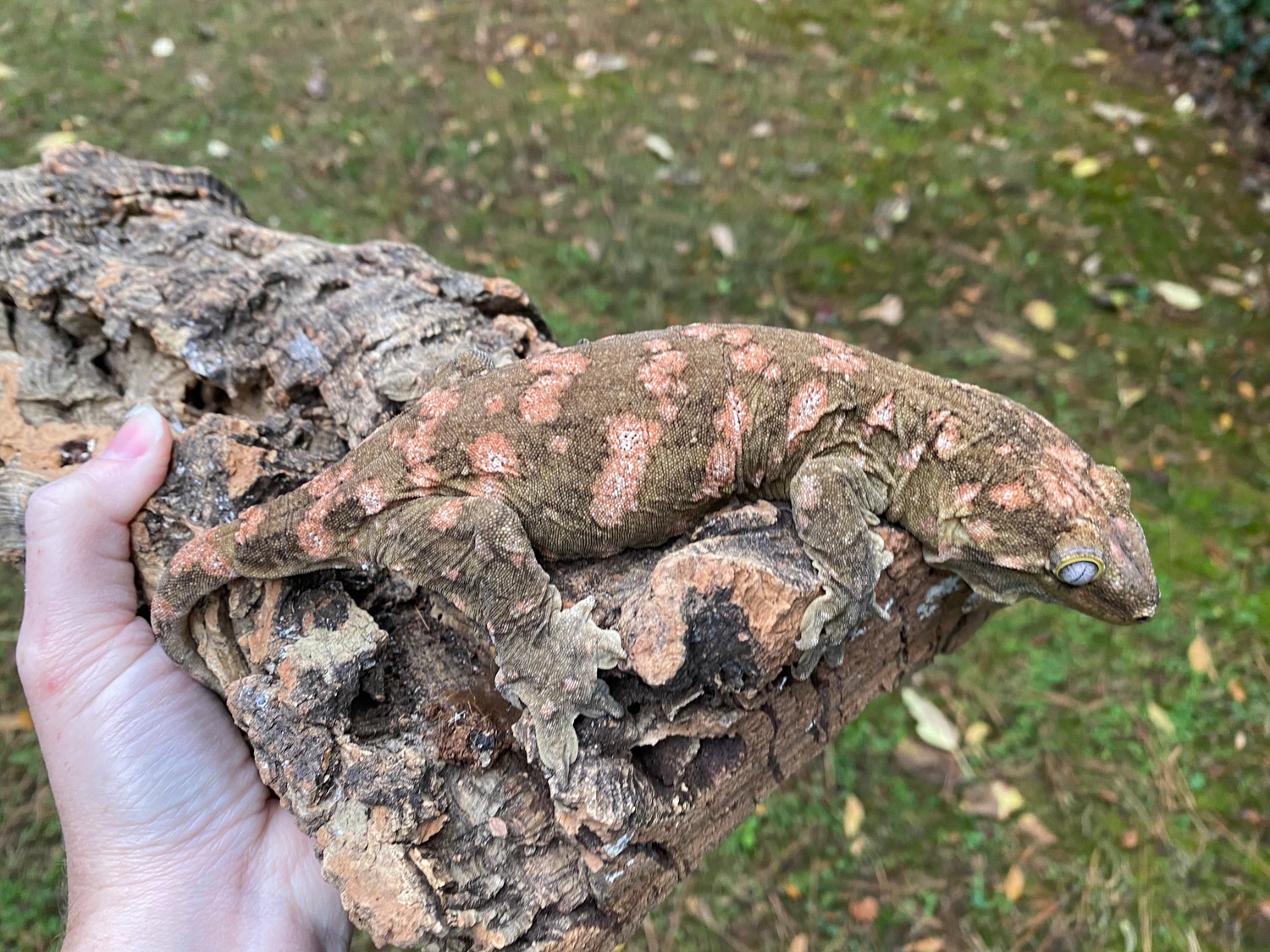 Red Bar GT Mount Koghis Leachianus Gecko by Kawaii Reptiles - MorphMarket