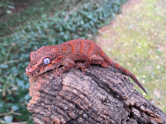 Fire Gargoyle Gecko by Kawaii Reptiles